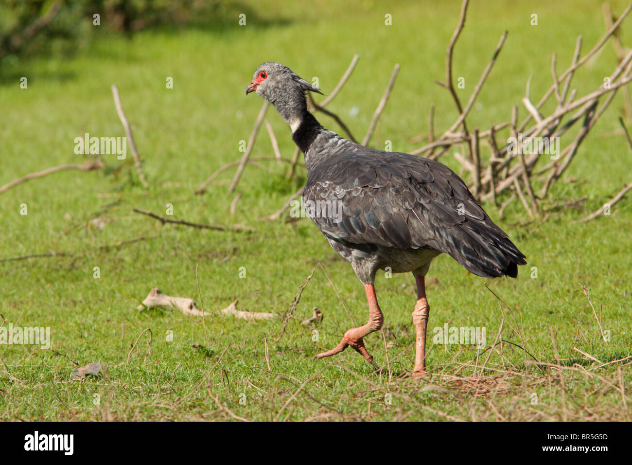 Southern Crested Screamer Stock Photo - Alamy