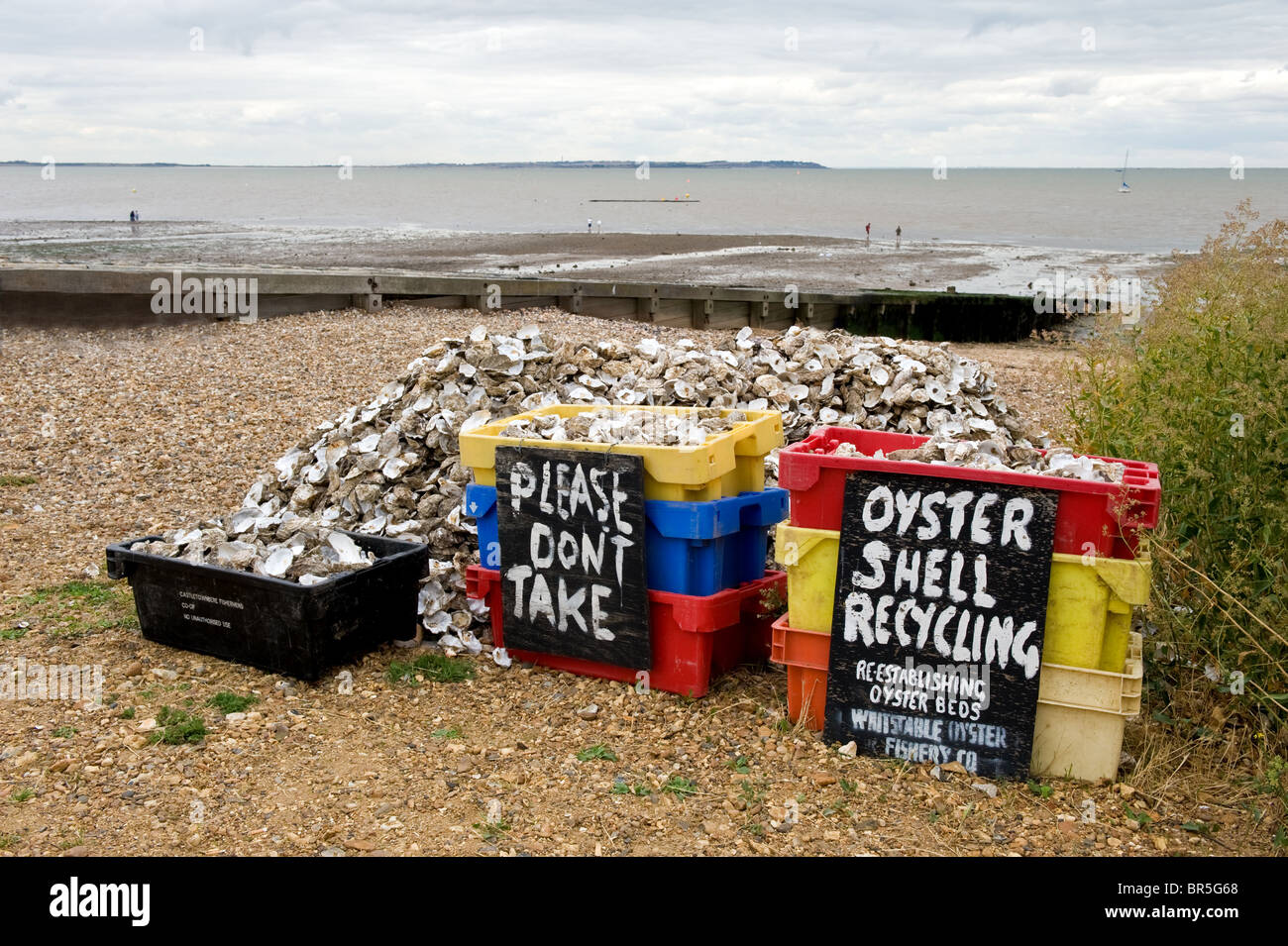 Oyster Shell recycling collection on Whitstable beach, Kent Stock Photo ...