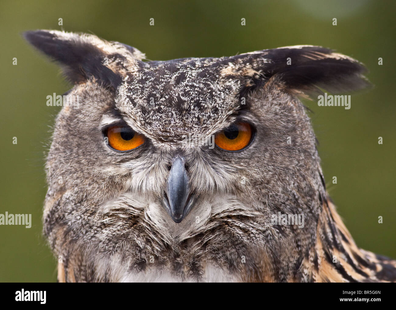 European eagle owl Stock Photo - Alamy