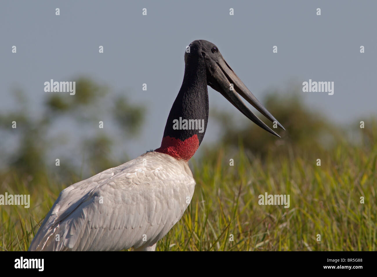 American jabiru hi-res stock photography and images - Alamy