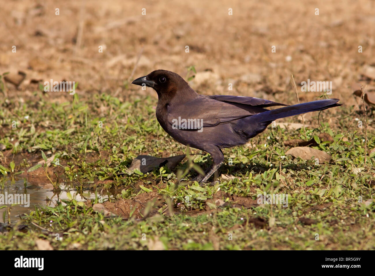 Purplish jay cyanocorax cyanomelas hi-res stock photography and images ...
