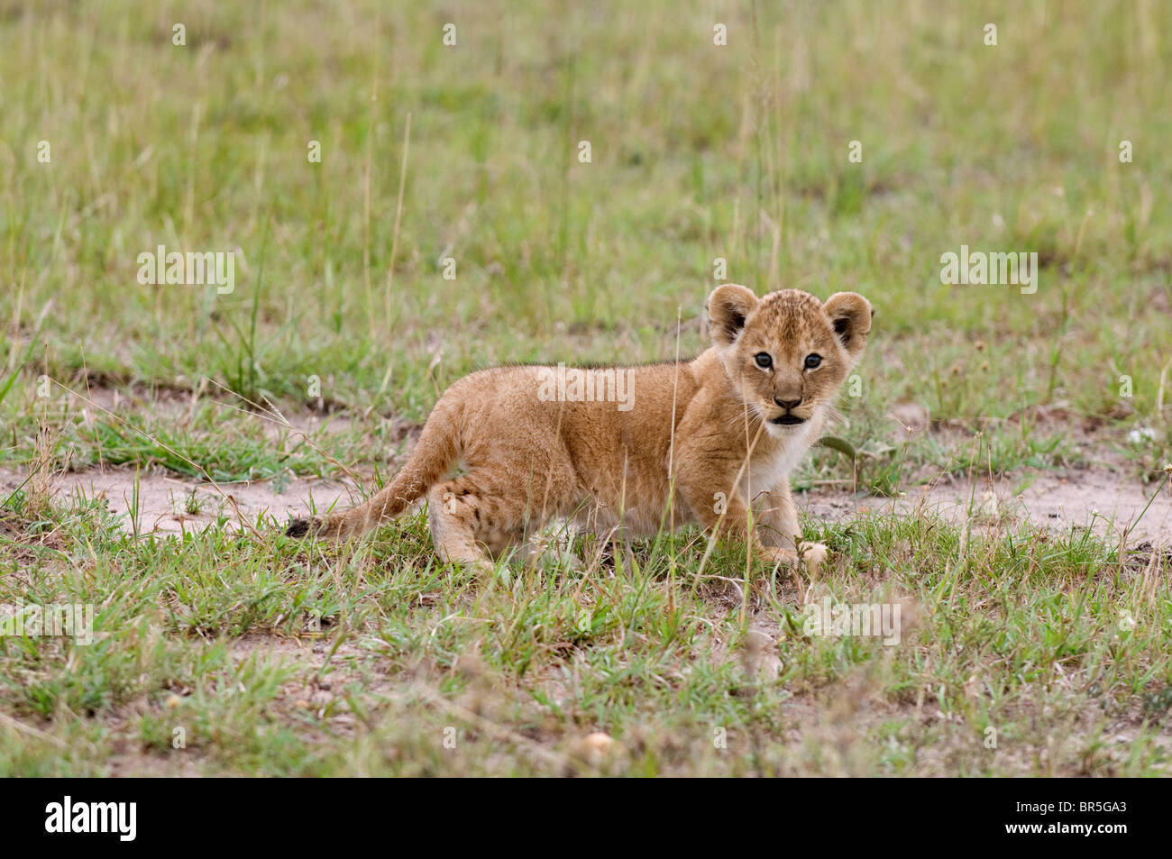 Baby Lion Cub Stock Photo - Alamy