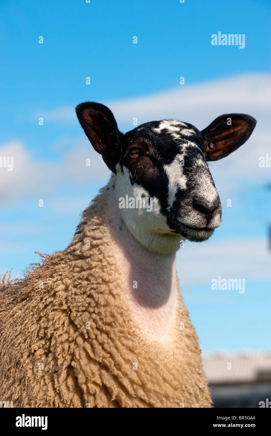 Mule gimmer lambs grazing in pasture. North Yorkshire Stock Photo - Alamy