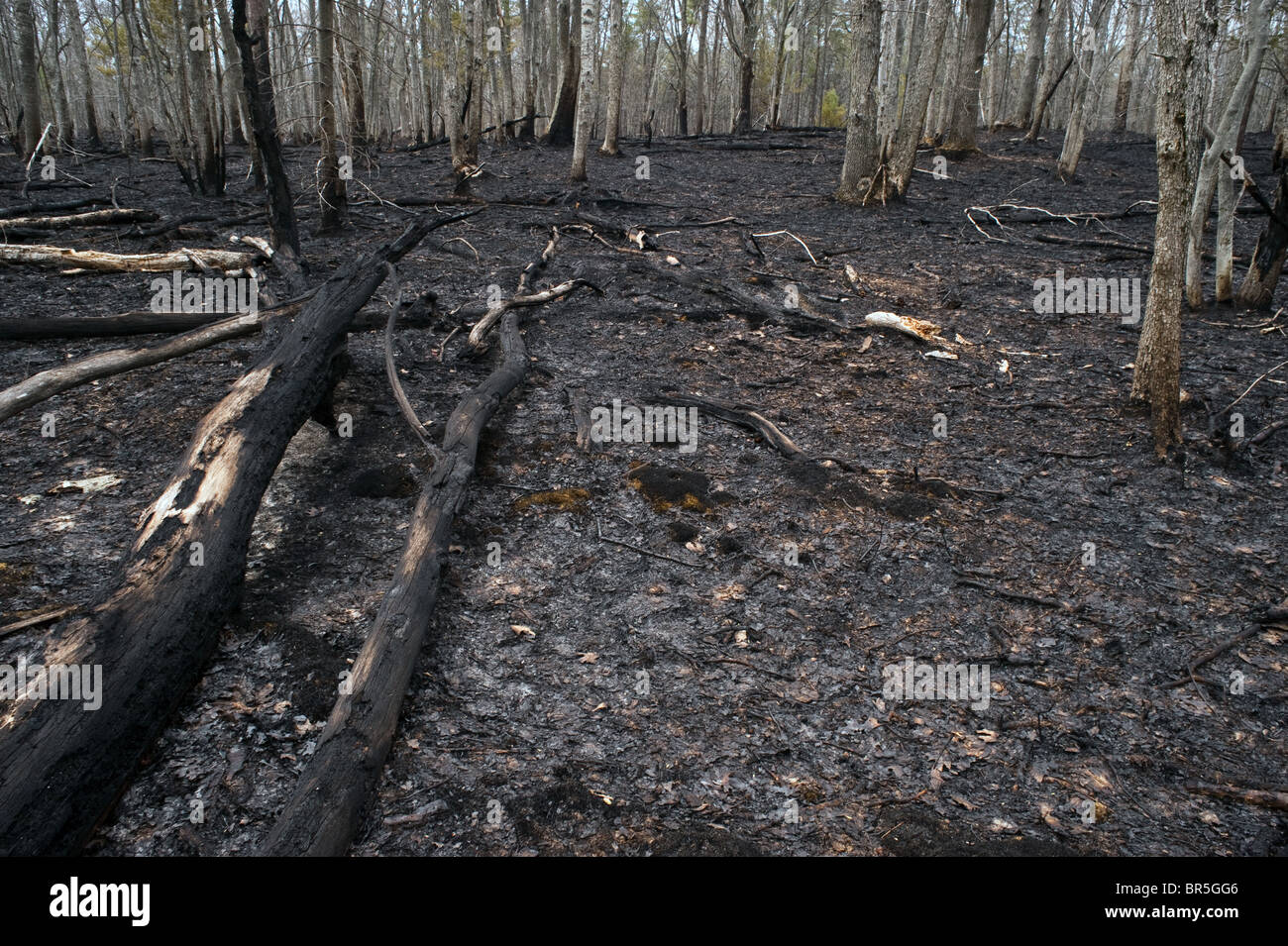 Aftermath of controlled burn Huron-Manistee National Forest Michigan ...