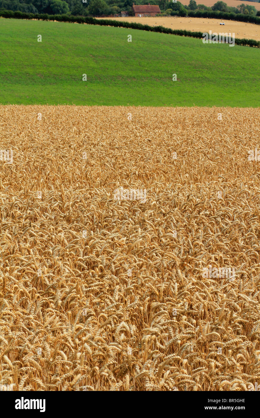 crops growing in a field Stock Photo - Alamy