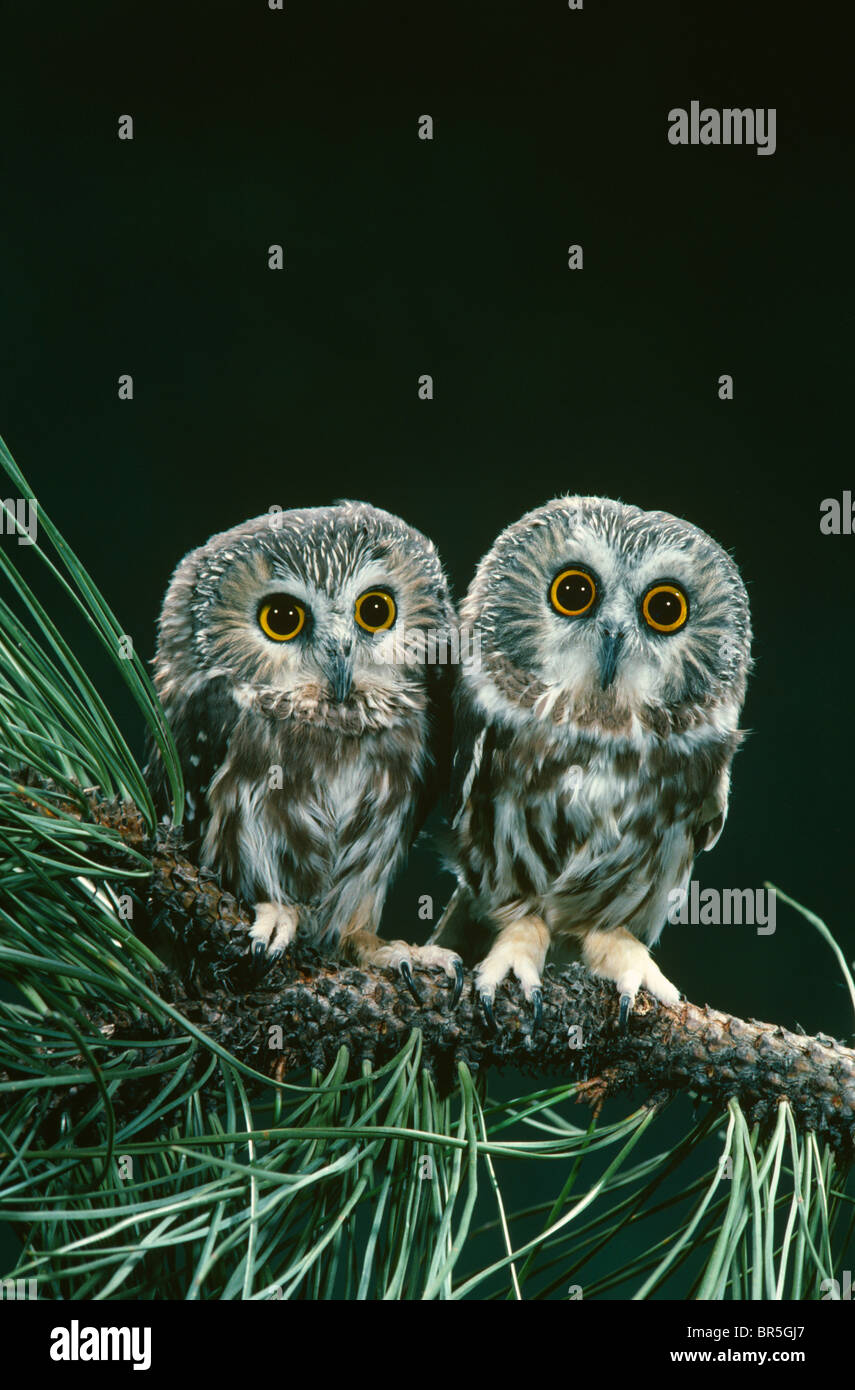 Aegolius acadicus usa hi-res stock photography and images - Alamy