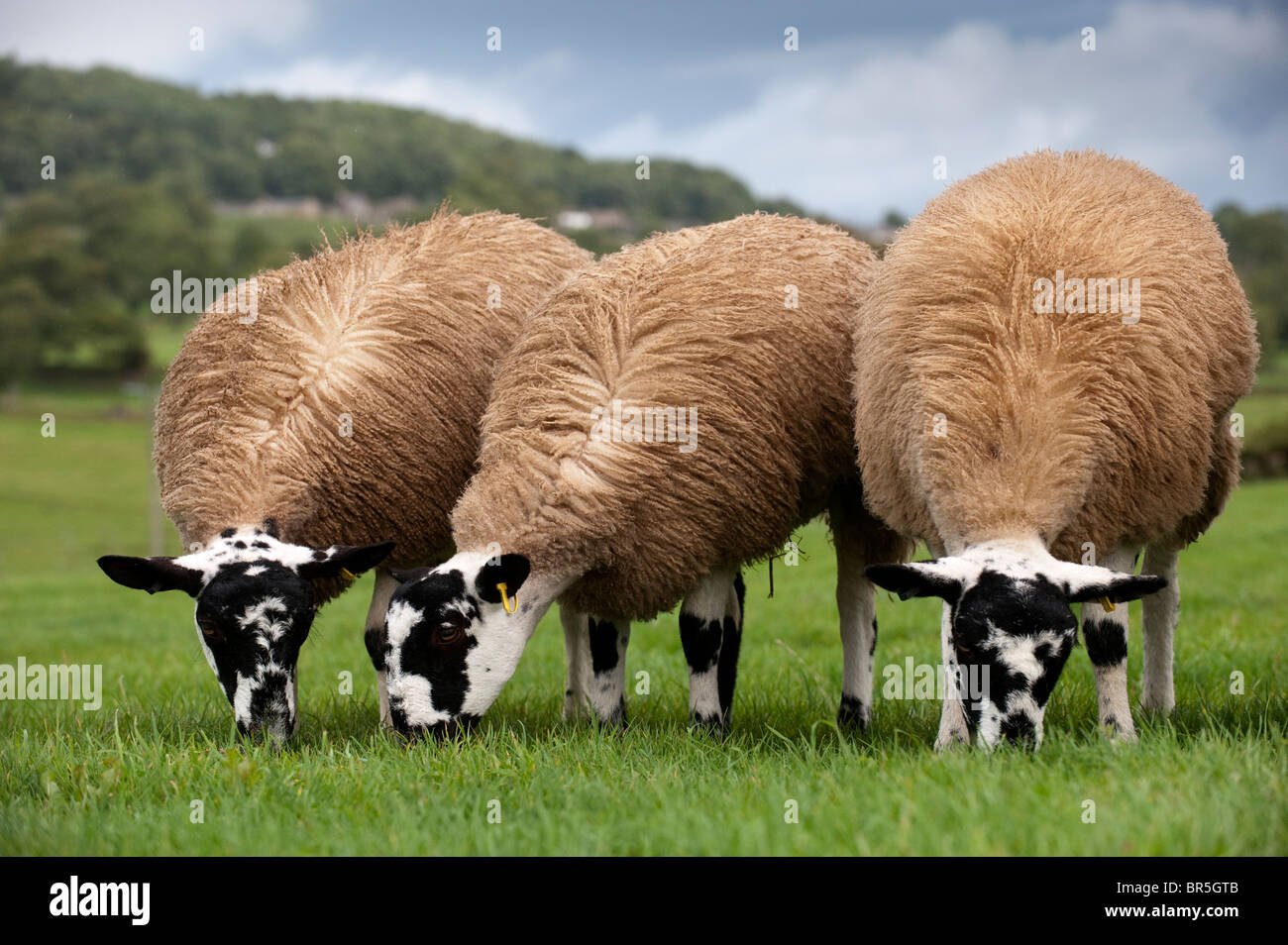 Mule gimmer lambs ready for sale. North Yorkshire Stock Photo - Alamy