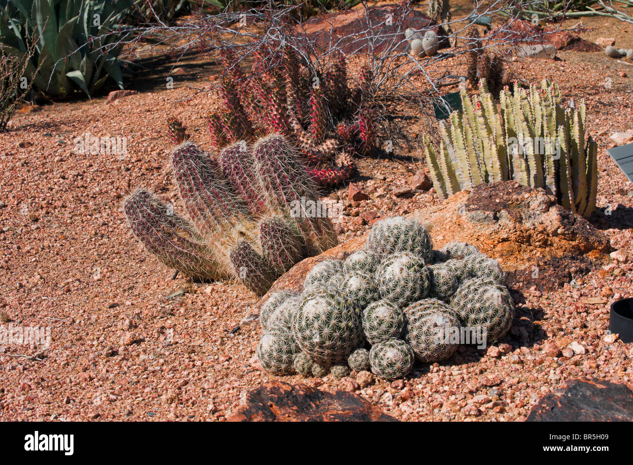 Desert Cactus Plants Stock Photo - Alamy