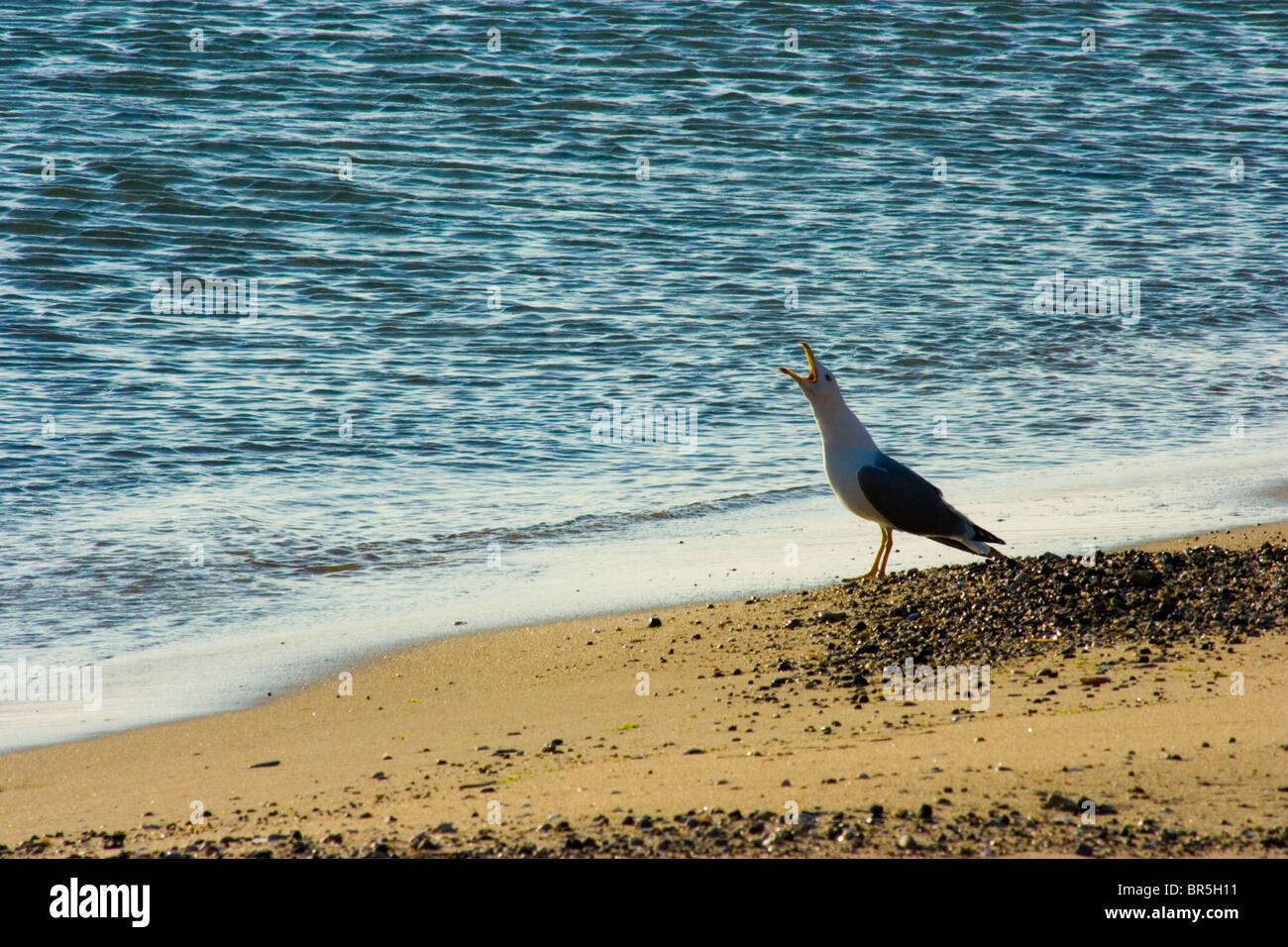 Seagull crying on the beach Stock Photo - Alamy