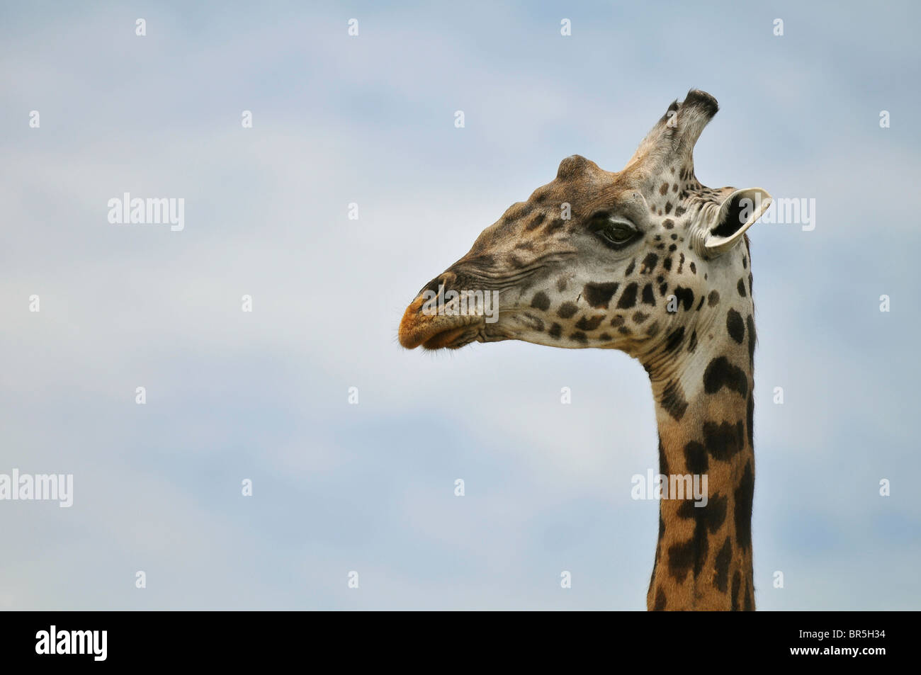 Close up of giraffe with sky background Stock Photo - Alamy