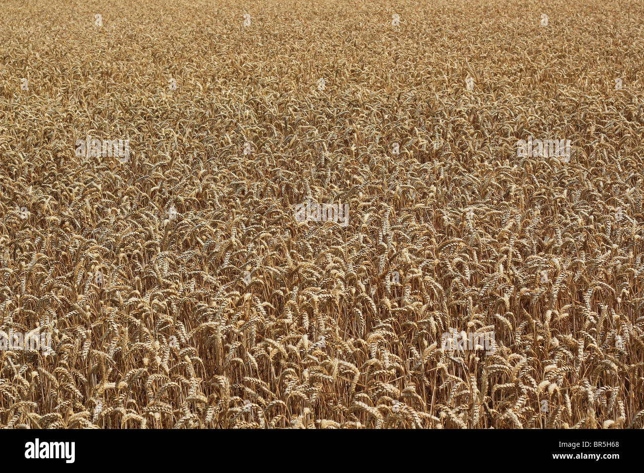 crops growing in a field Stock Photo - Alamy