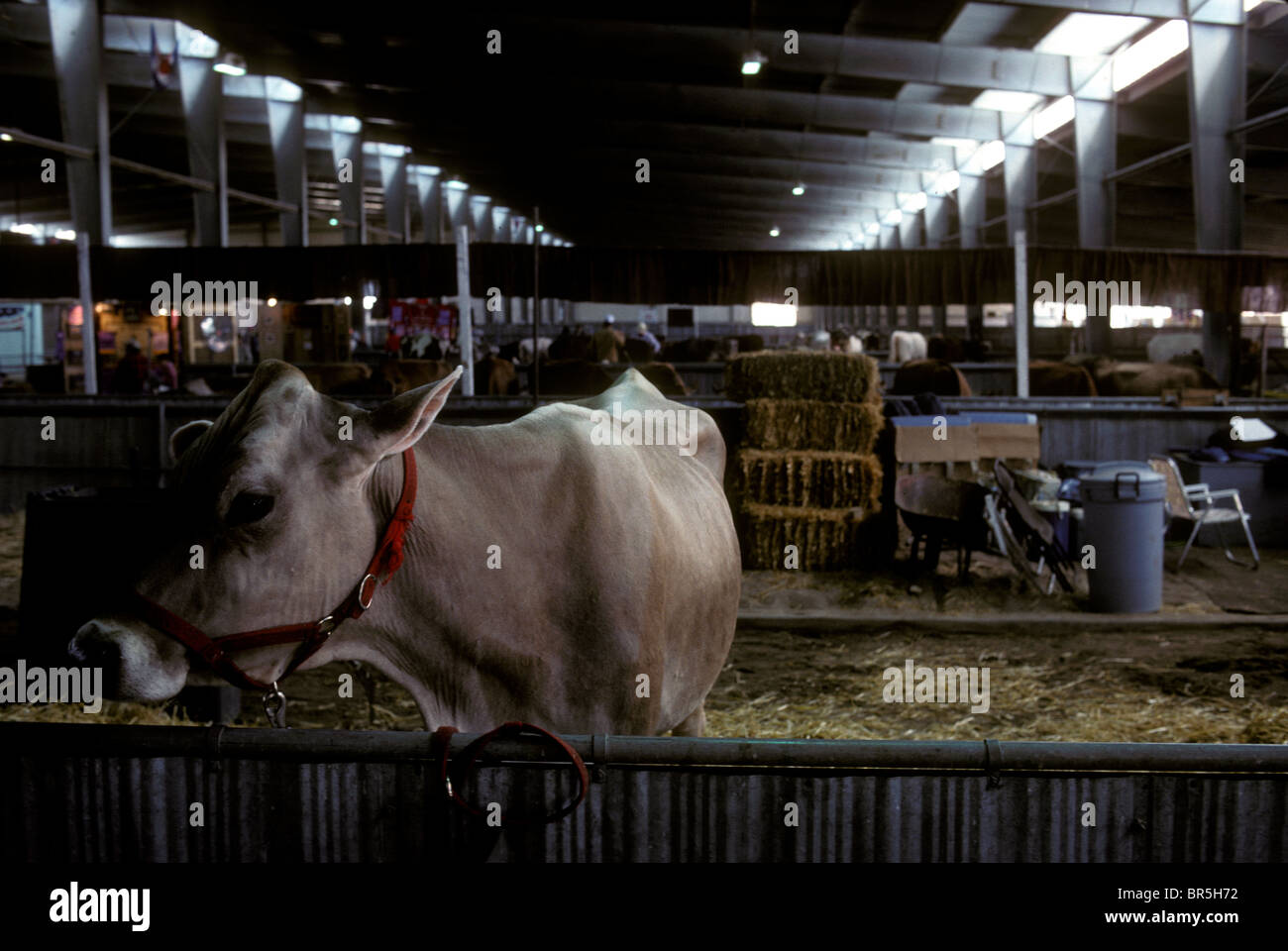 Albuquerque new mexico state fair hi-res stock photography and images ...