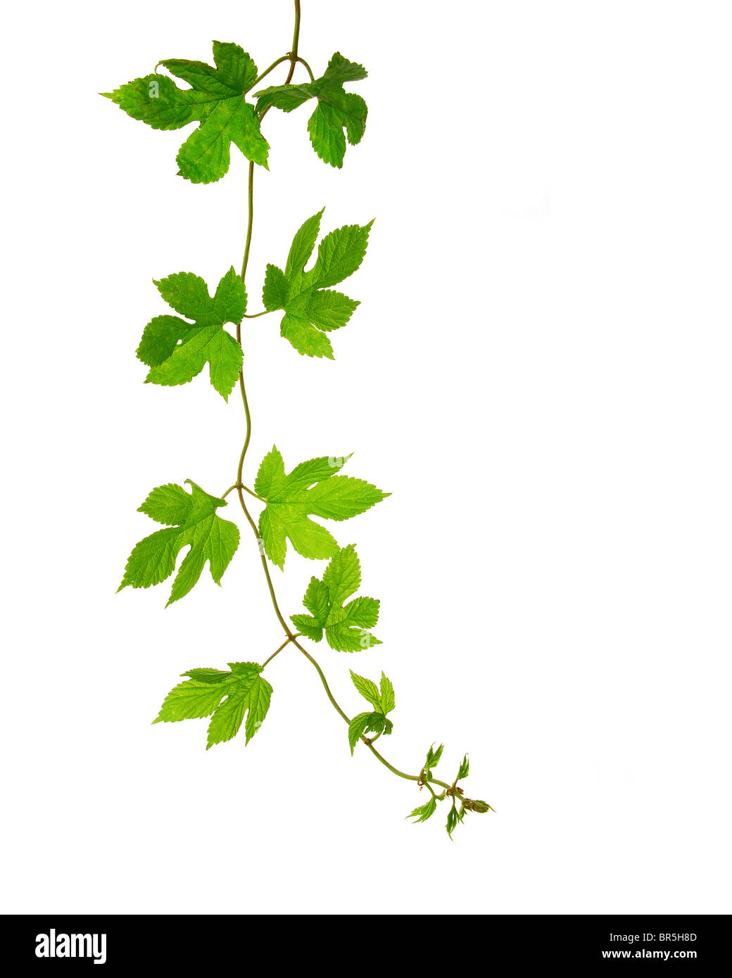 Hop plant border Cut Out Stock Images & Pictures - Alamy