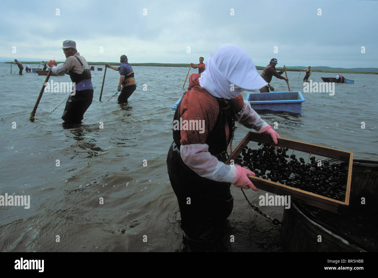 Collecting clams hi-res stock photography and images - Alamy
