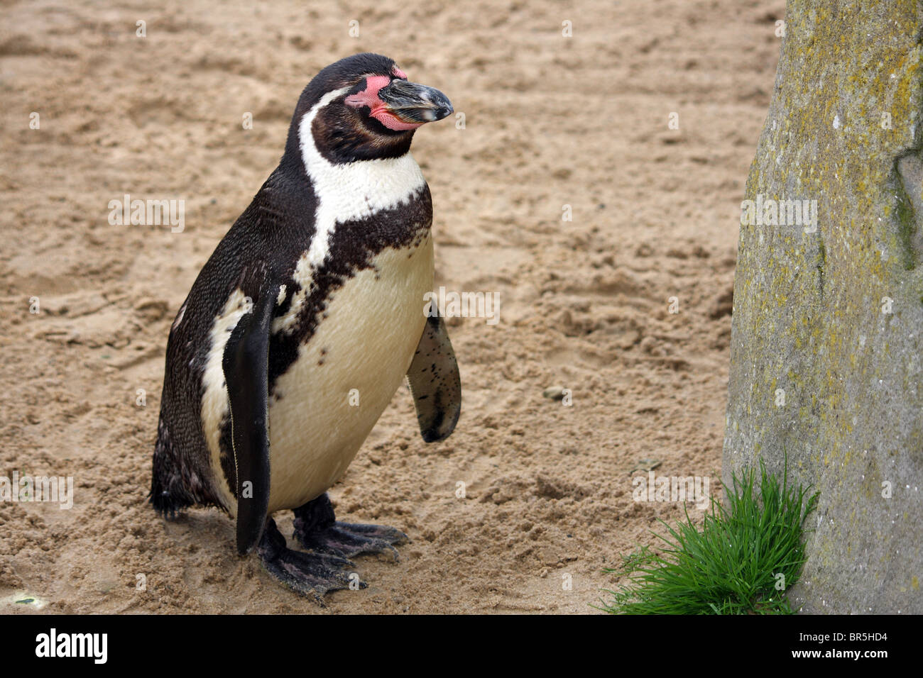 Female penguin hi-res stock photography and images - Alamy