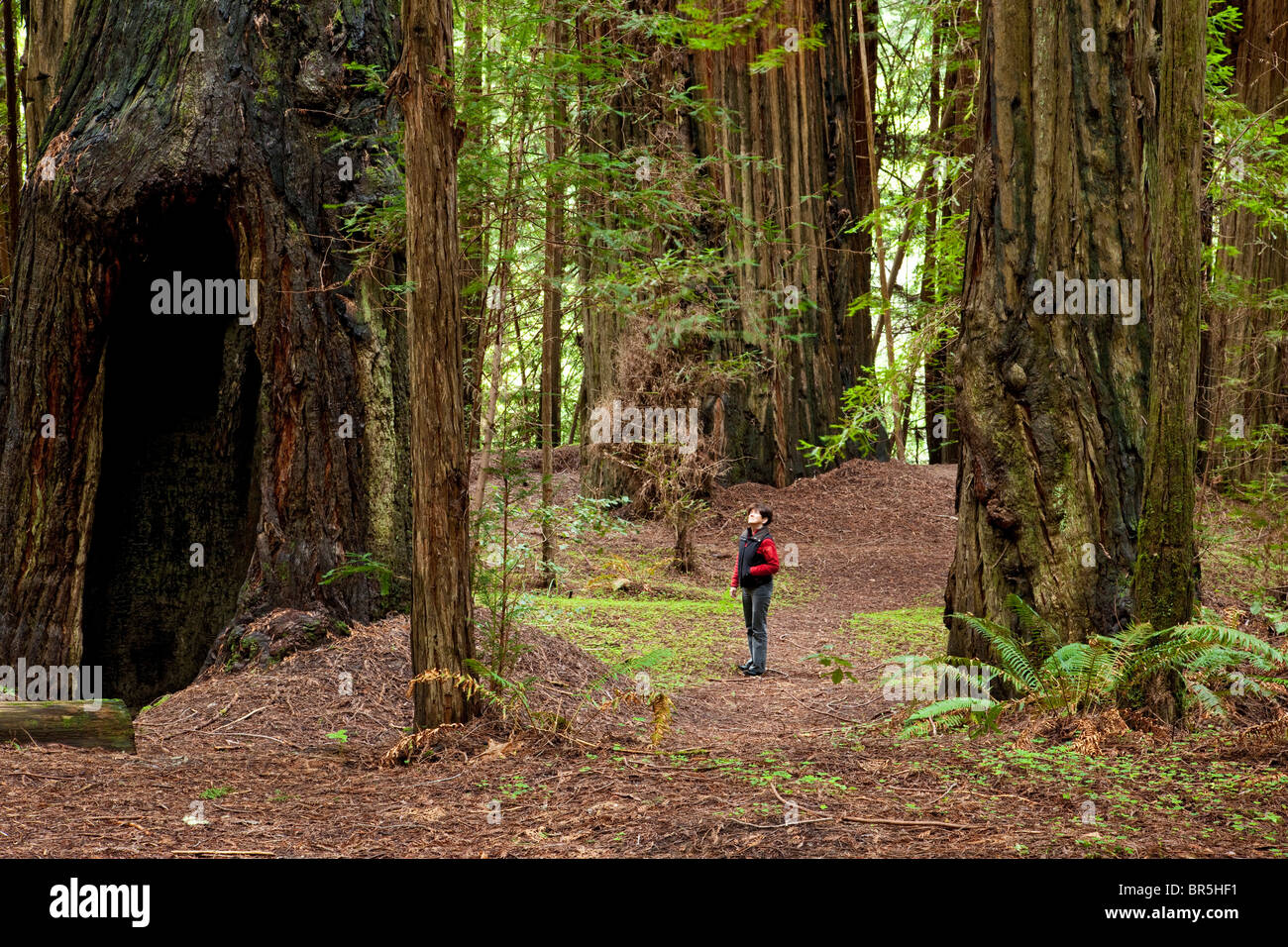 In a grove of large redwood trees, Humboldt Redwoods State Park ...