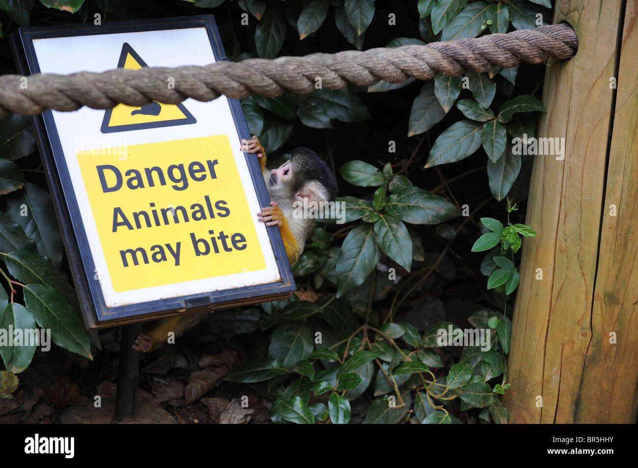 Monkey holding sign hi-res stock photography and images - Alamy