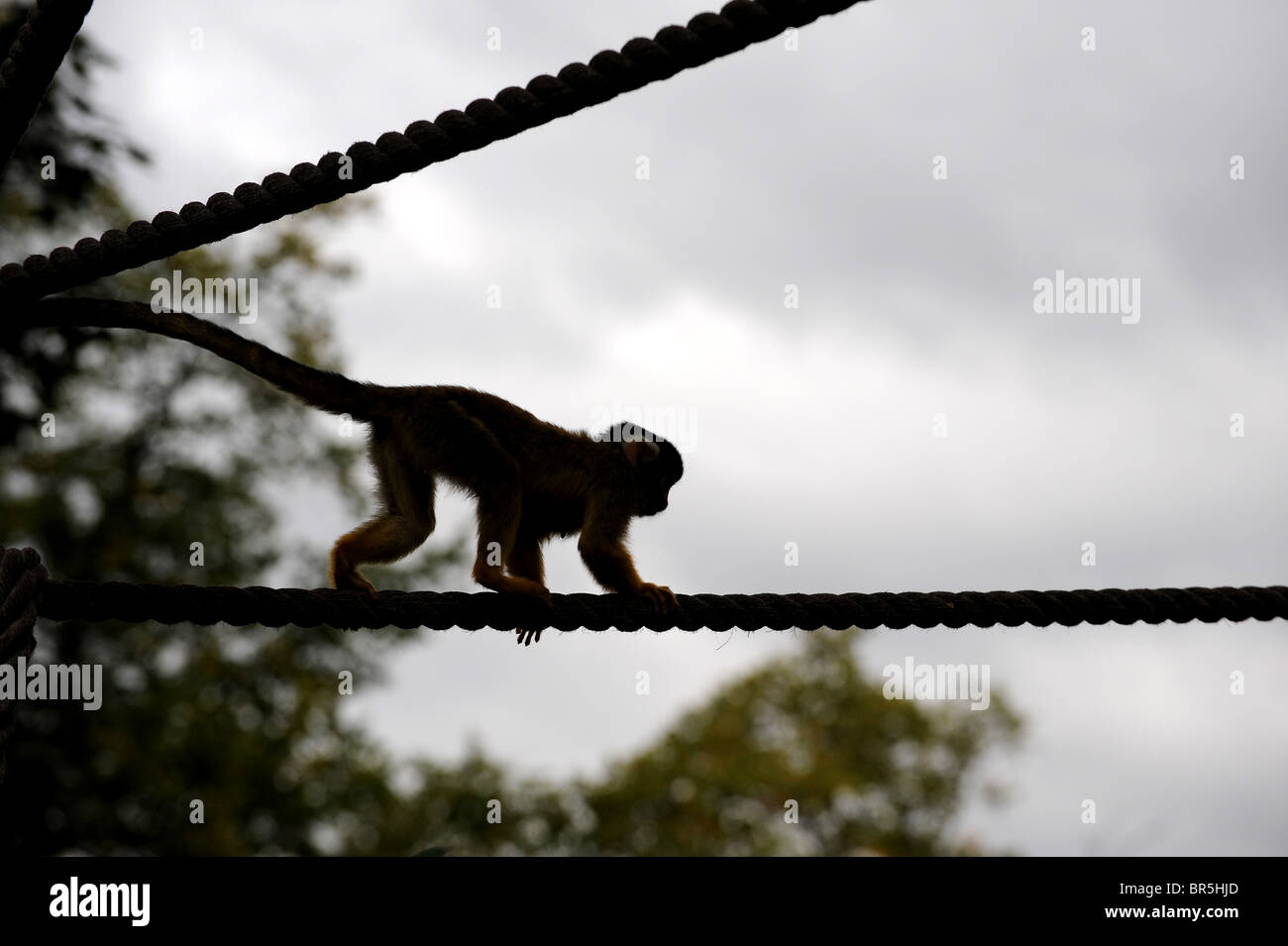 Squirrel monkey at London Zoo Stock Photo - Alamy