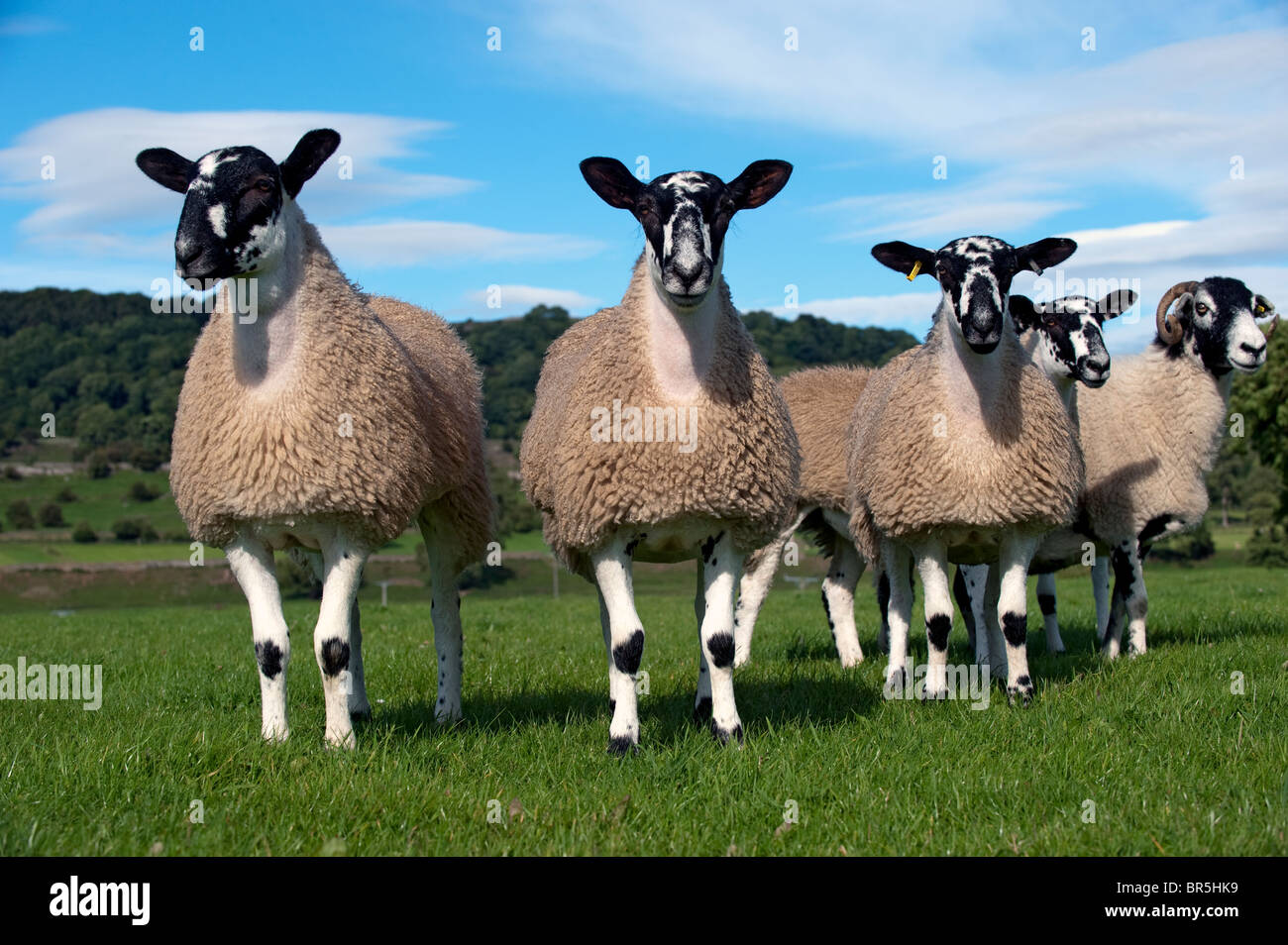 Mule gimmer lambs grazing in pasture. North Yorkshire Stock Photo - Alamy