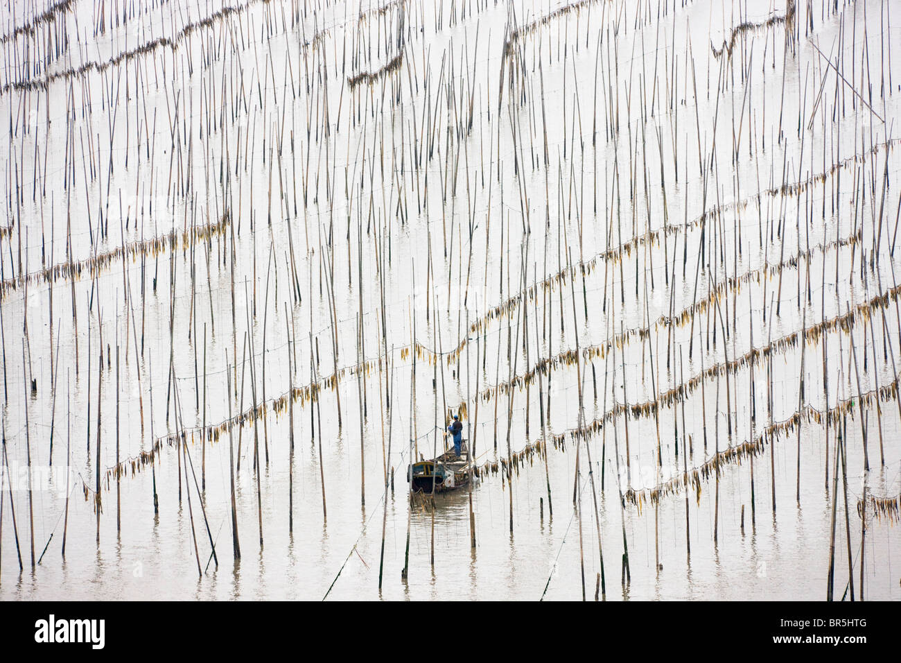 Fishing boat sailing through bamboo sticks for drying seaweed, East ...