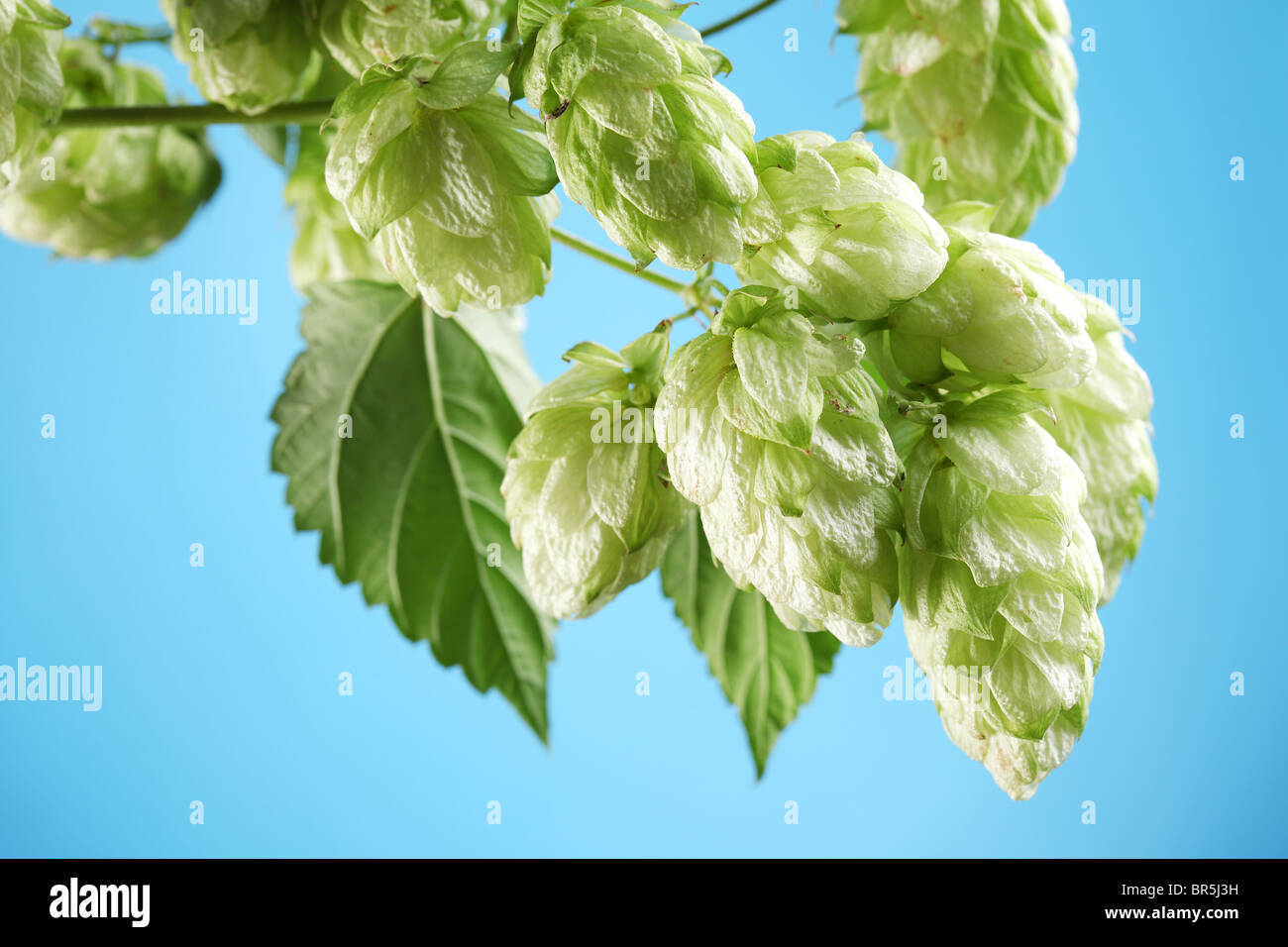 Hop hi-res stock photography and images - Alamy