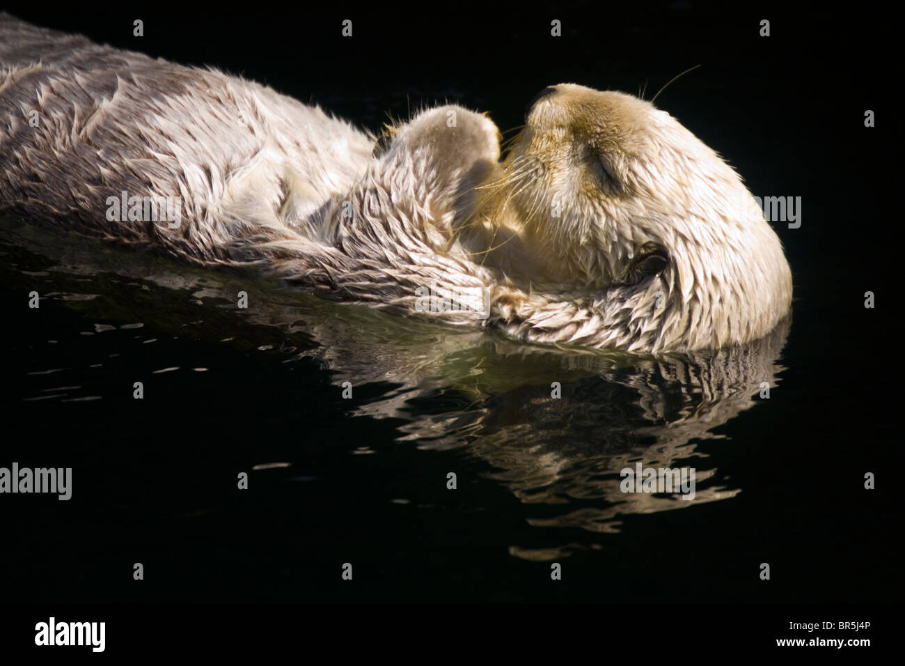 Sea otter paws hi-res stock photography and images - Alamy