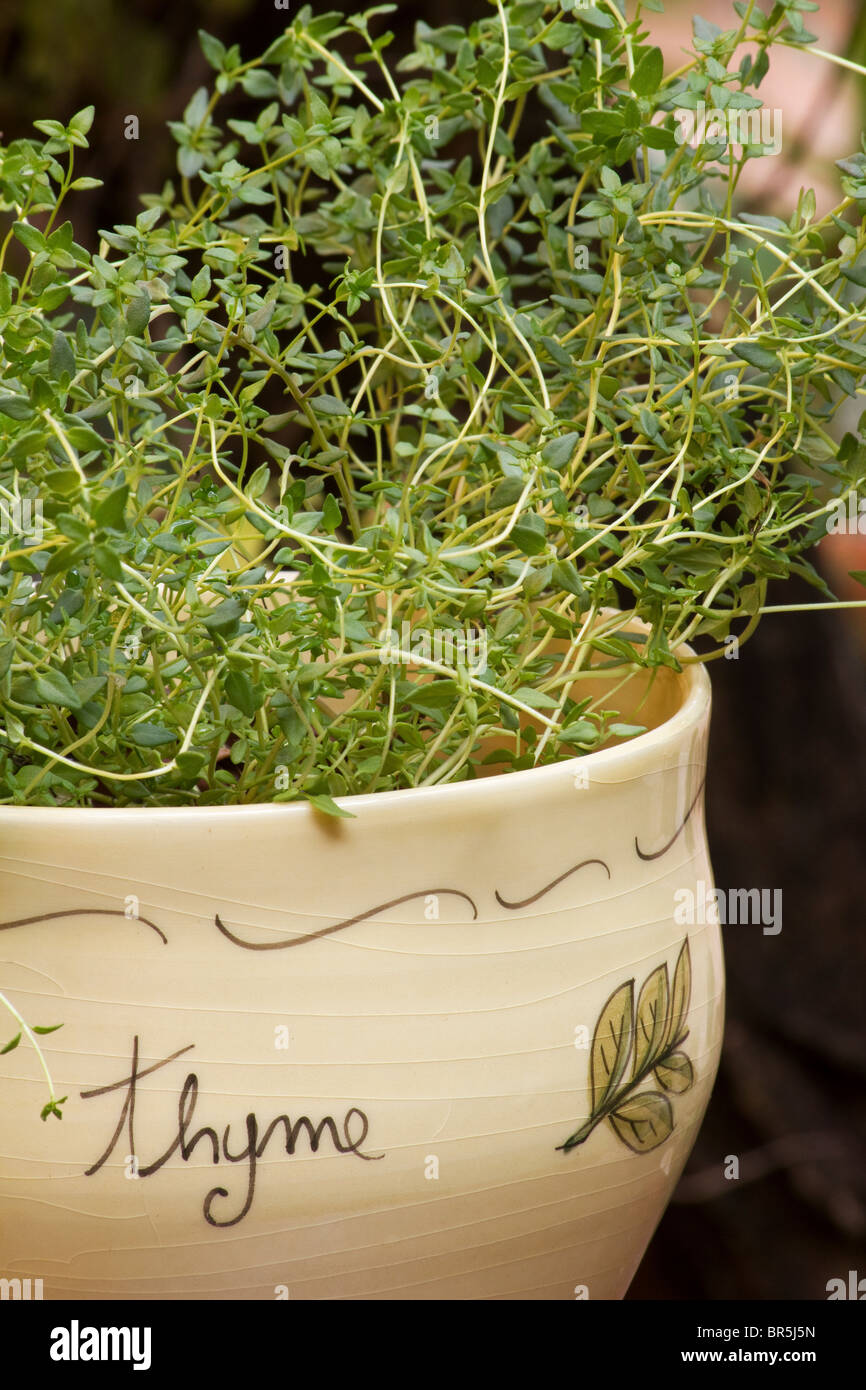Thyme vulgaris pot hi-res stock photography and images - Alamy