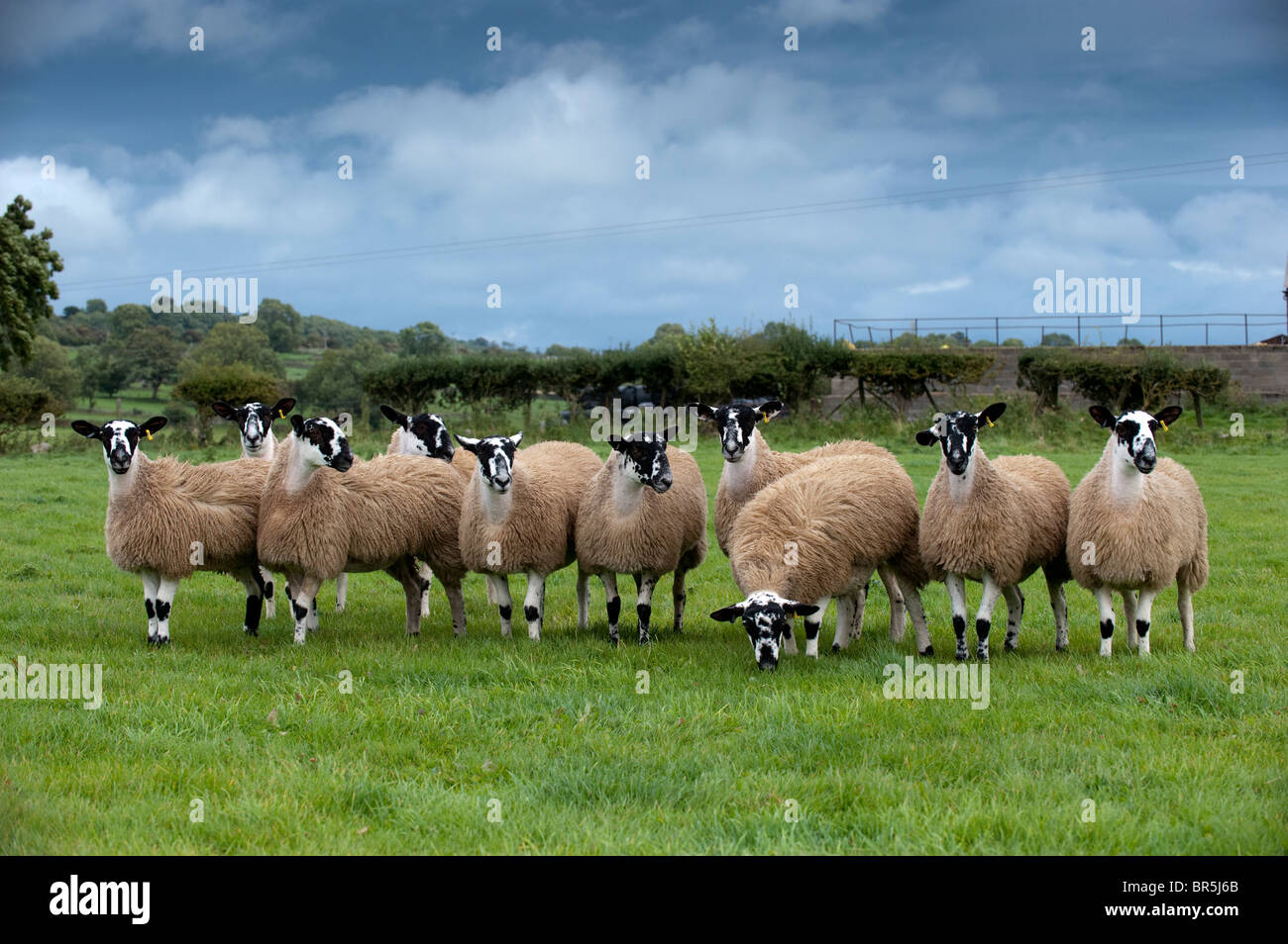 Mule gimmer lambs grazing in pasture. North Yorkshire Stock Photo - Alamy