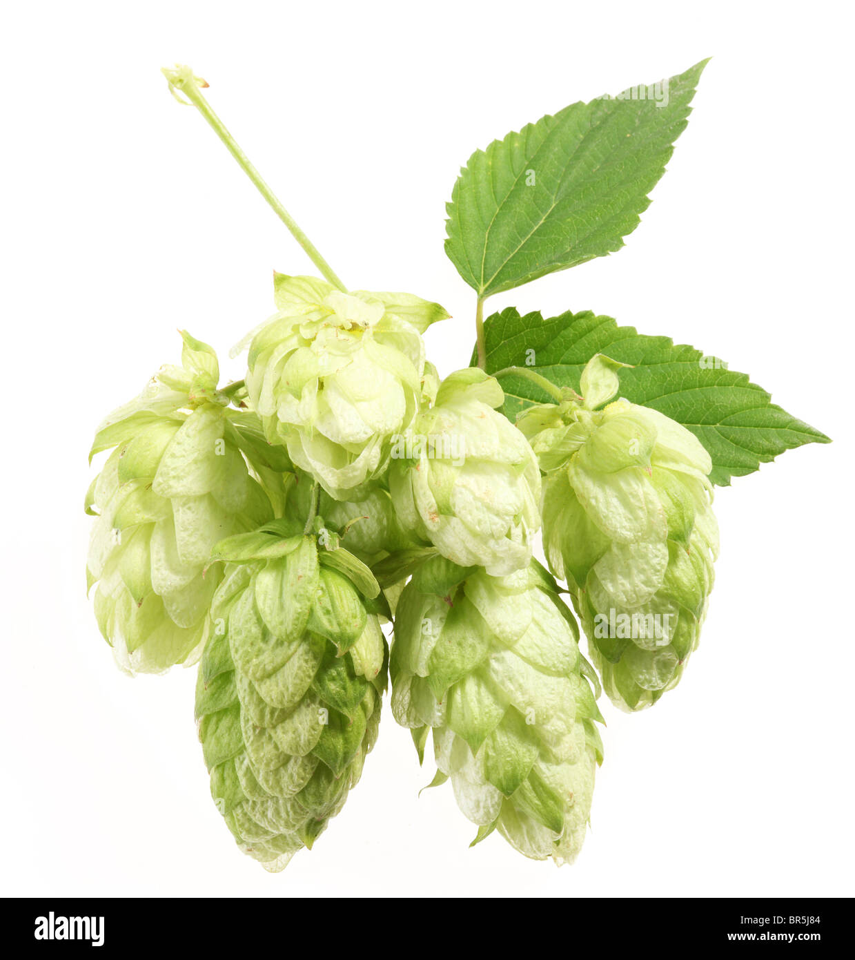 branch of hops on a white background Stock Photo - Alamy