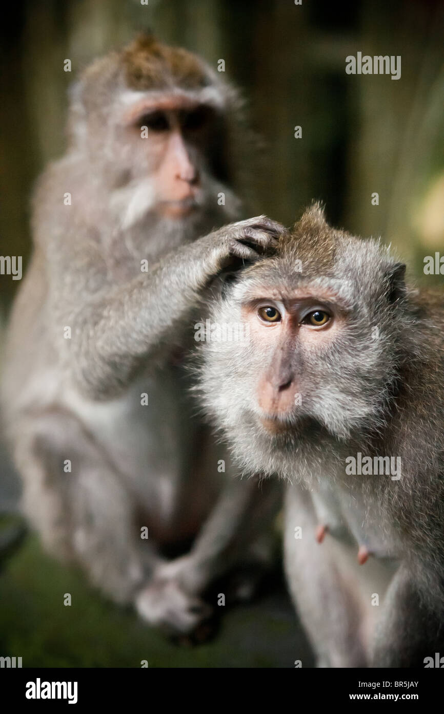 monkey friends in bali, indonesia Stock Photo - Alamy