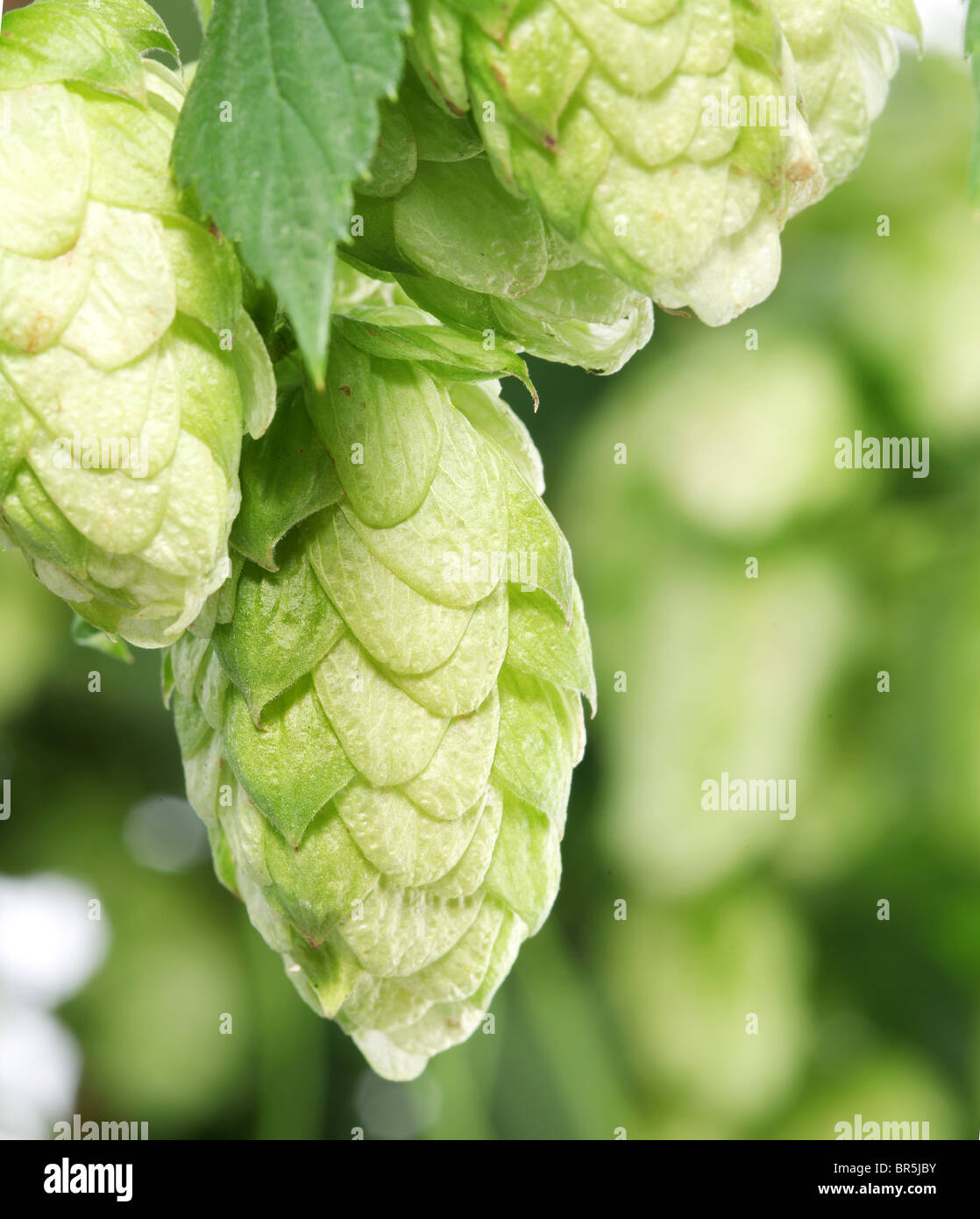 Hops hi-res stock photography and images - Alamy