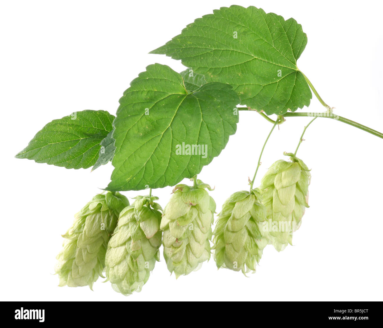 branch of hops on a white background Stock Photo - Alamy