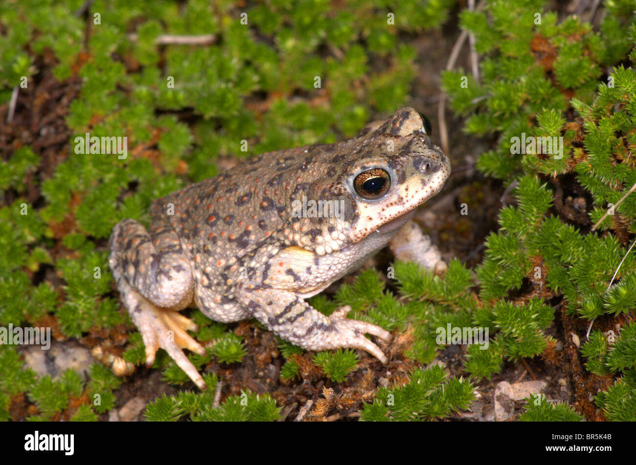 Red toad hi-res stock photography and images - Alamy