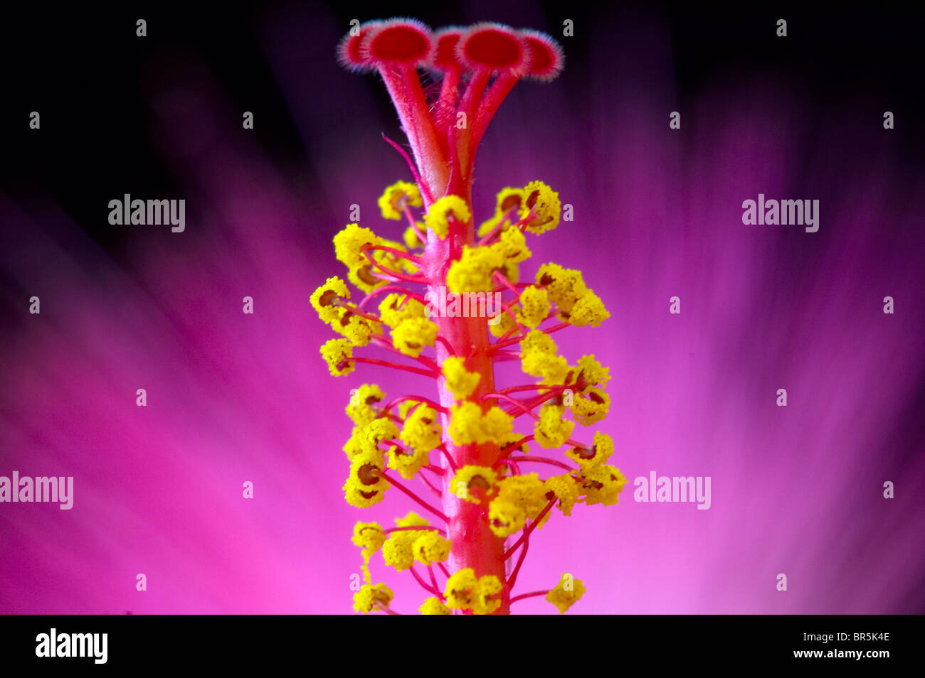 Hibiscus stalk with pink corona Stock Photo - Alamy
