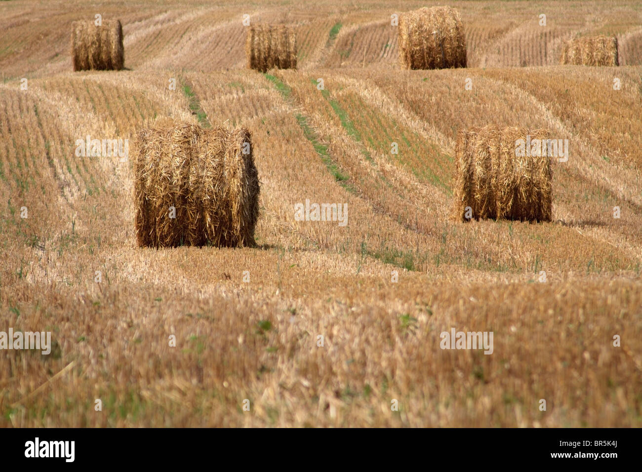 crops growing in a field Stock Photo - Alamy