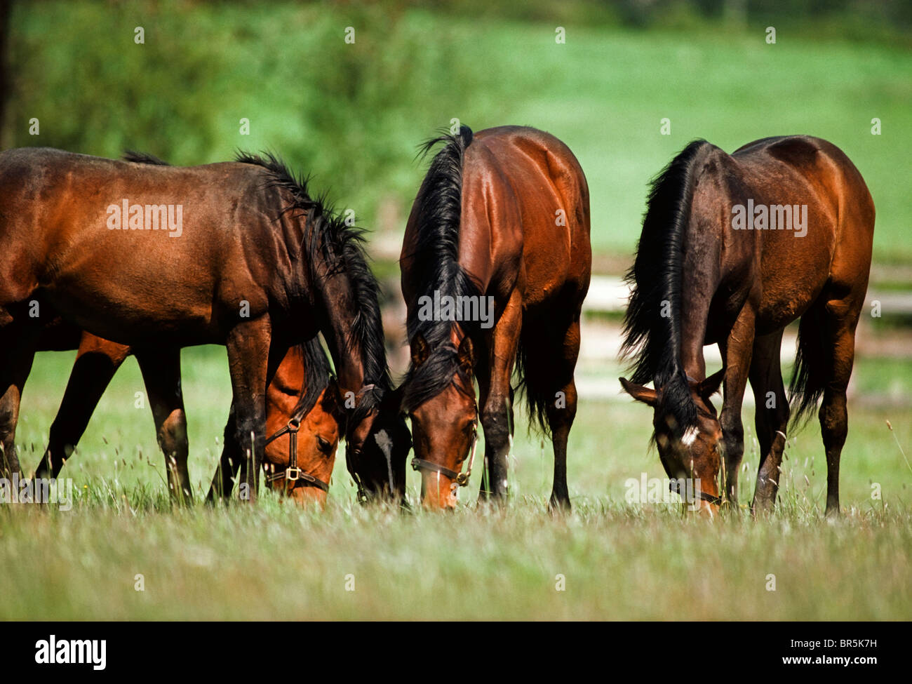 Thoroughbred yearlings hi-res stock photography and images - Alamy