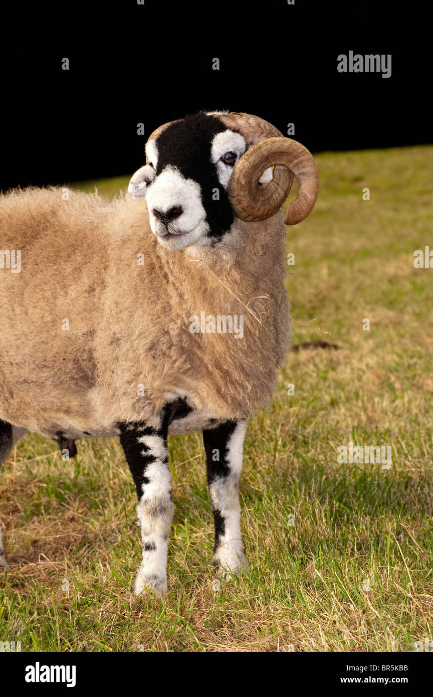 Swaledale tup hi-res stock photography and images - Alamy
