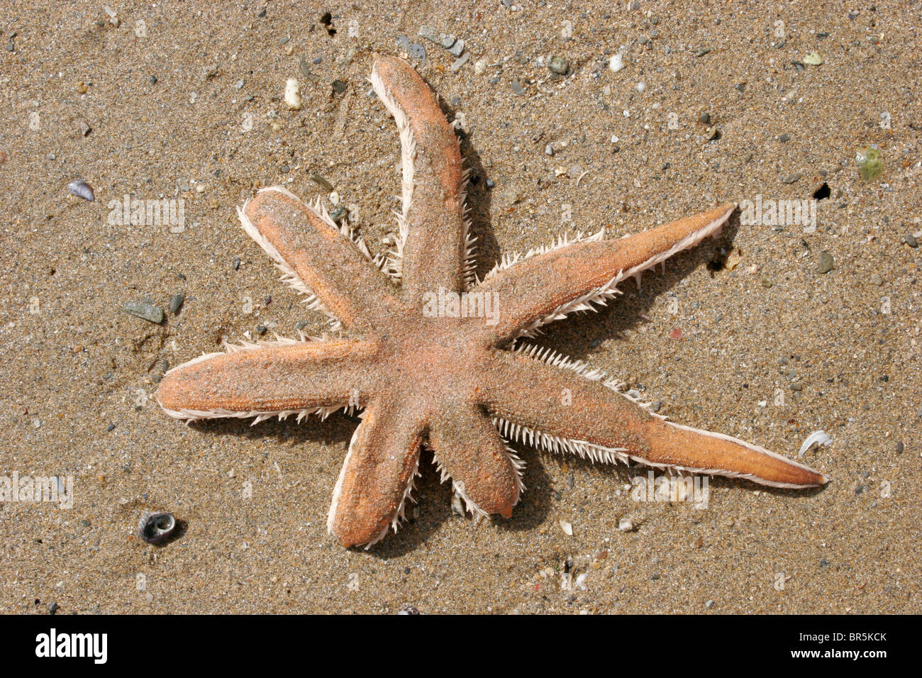 Luidia ciliaris hi-res stock photography and images - Alamy
