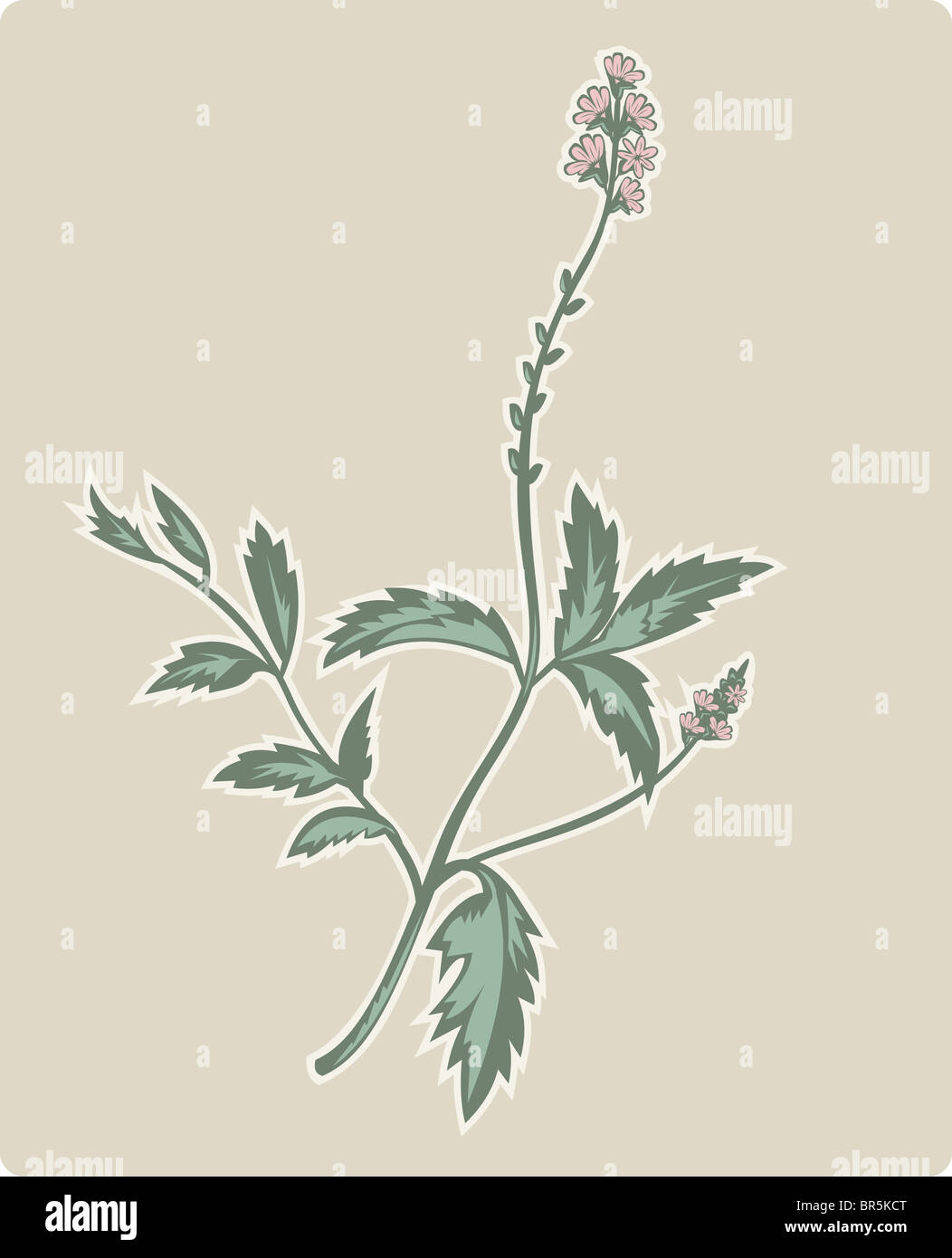 vervain or verbena flowering plant Stock Photo - Alamy