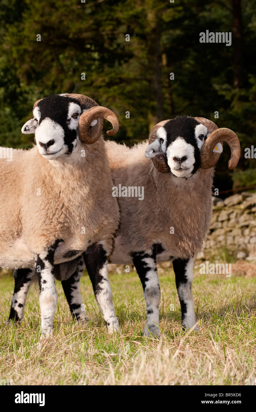 Swaledale tup hi-res stock photography and images - Alamy