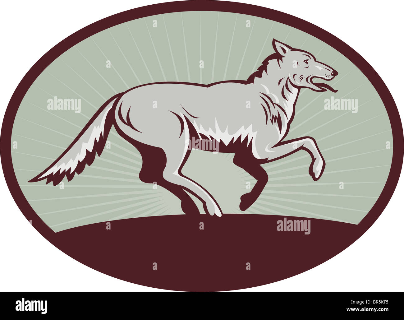 Gray wolf running side view Stock Photo - Alamy