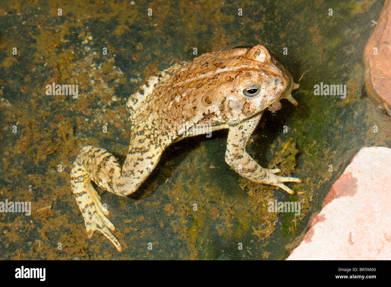 The toad rock hi-res stock photography and images - Alamy