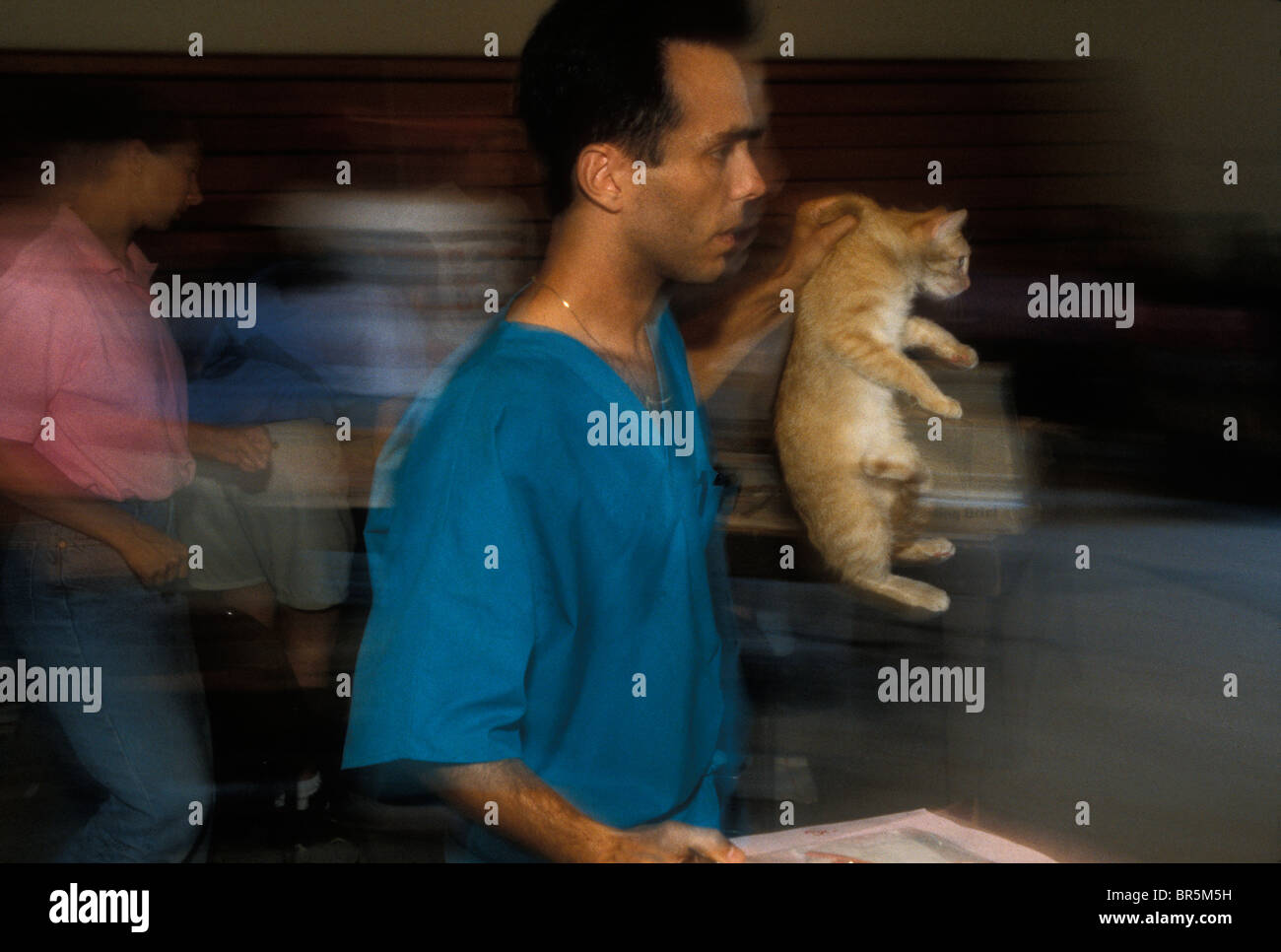 Ram cat hi-res stock photography and images - Alamy