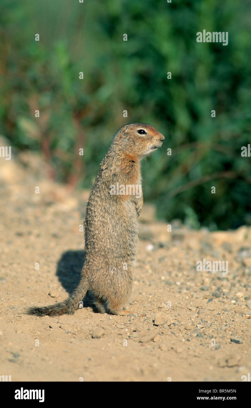 Arctic Ground Squirrel Stock Photo - Alamy
