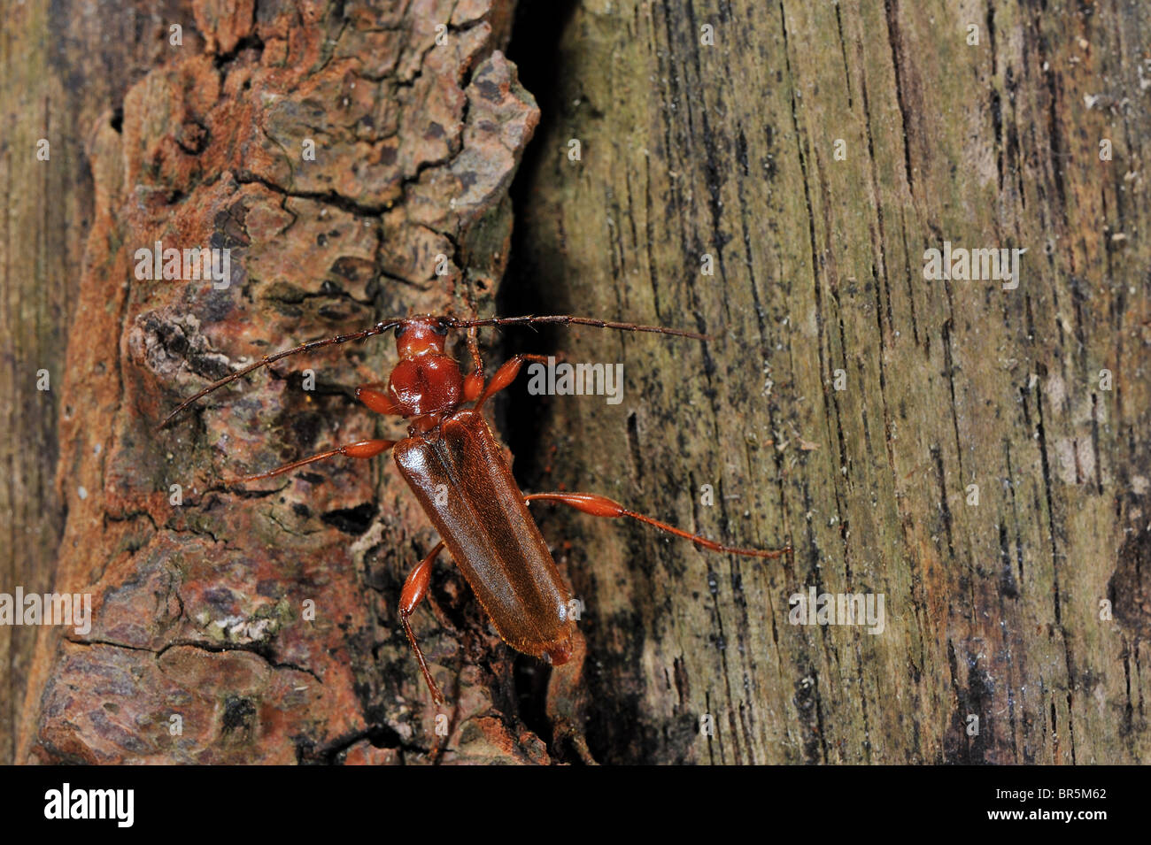 Tanbark Borer - Violet Tanbark Beetle (Phymatodes testaceus) - brown ...