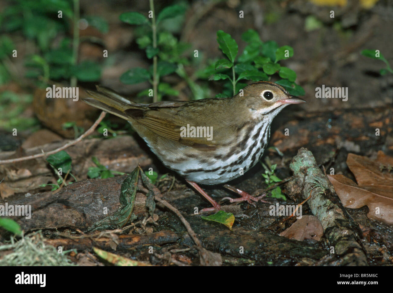 Species ovenbird hi-res stock photography and images - Alamy