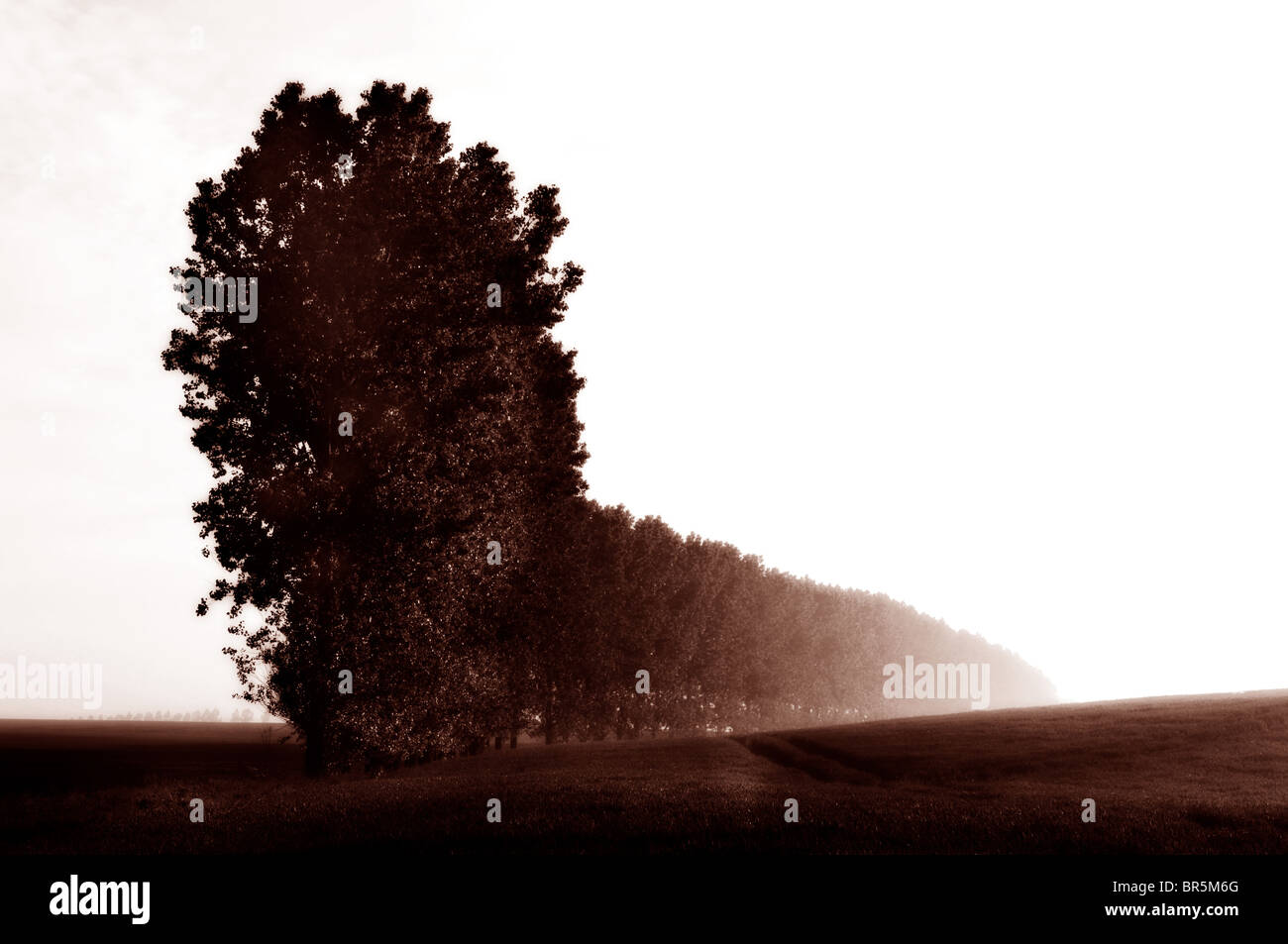 A line of poplar trees at Thiepval, Somme Valley, Northern France Stock ...