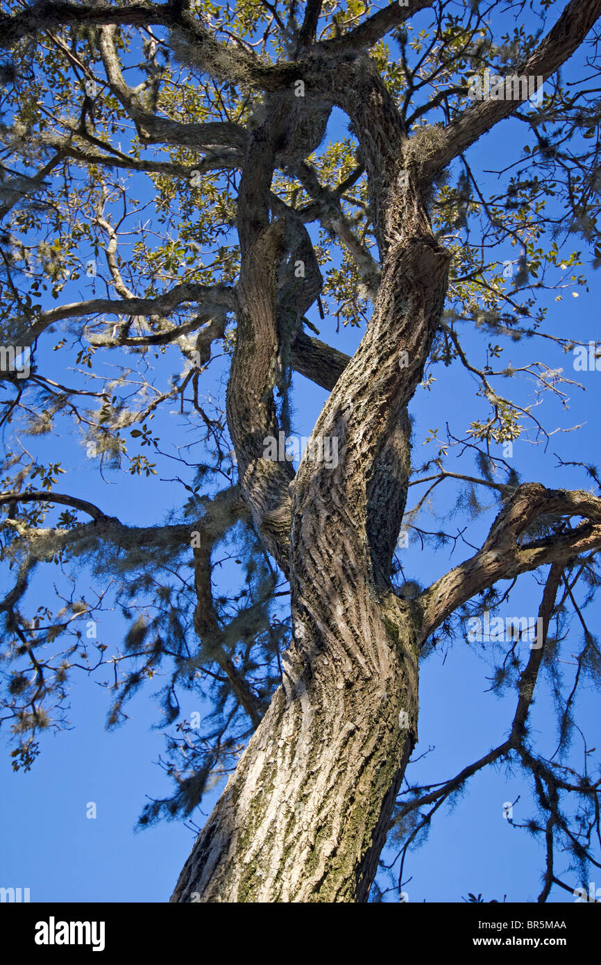 Tree against blue sky Stock Photo - Alamy
