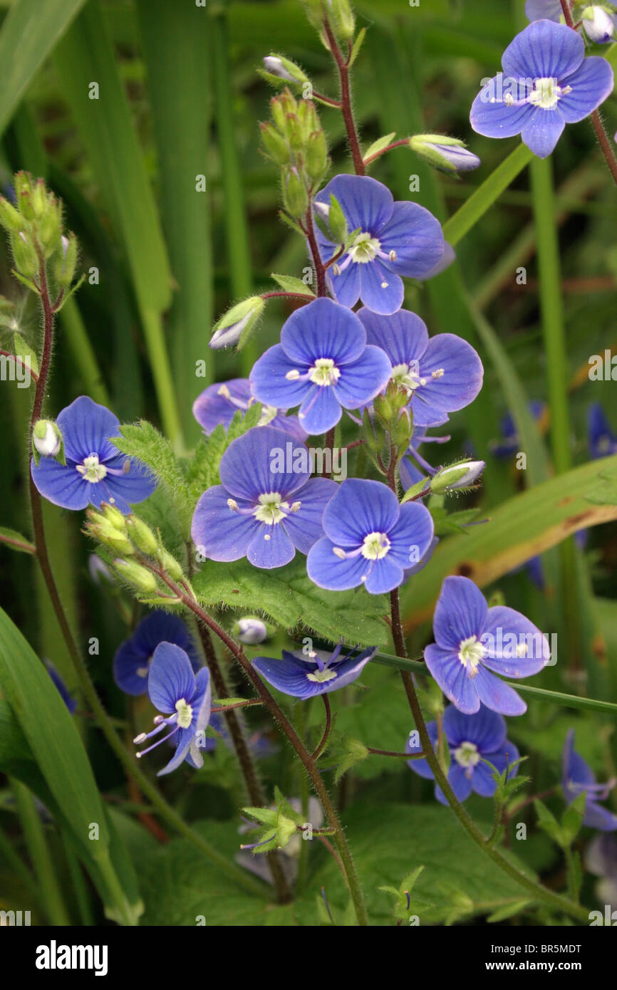 Germander speedwell uk hi-res stock photography and images - Alamy