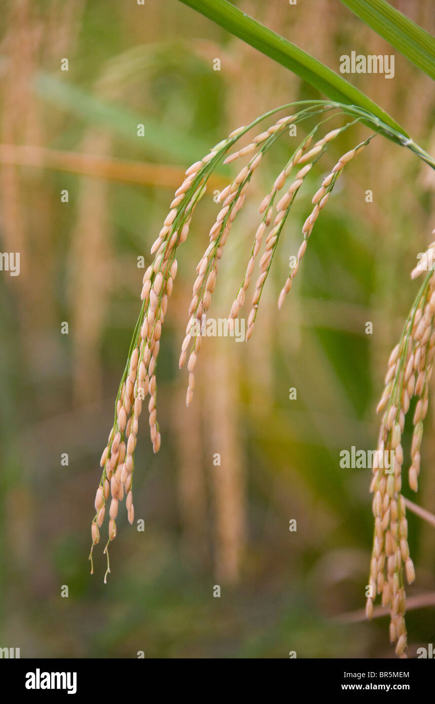 Rice in harvest, Guangxi, China Stock Photo - Alamy
